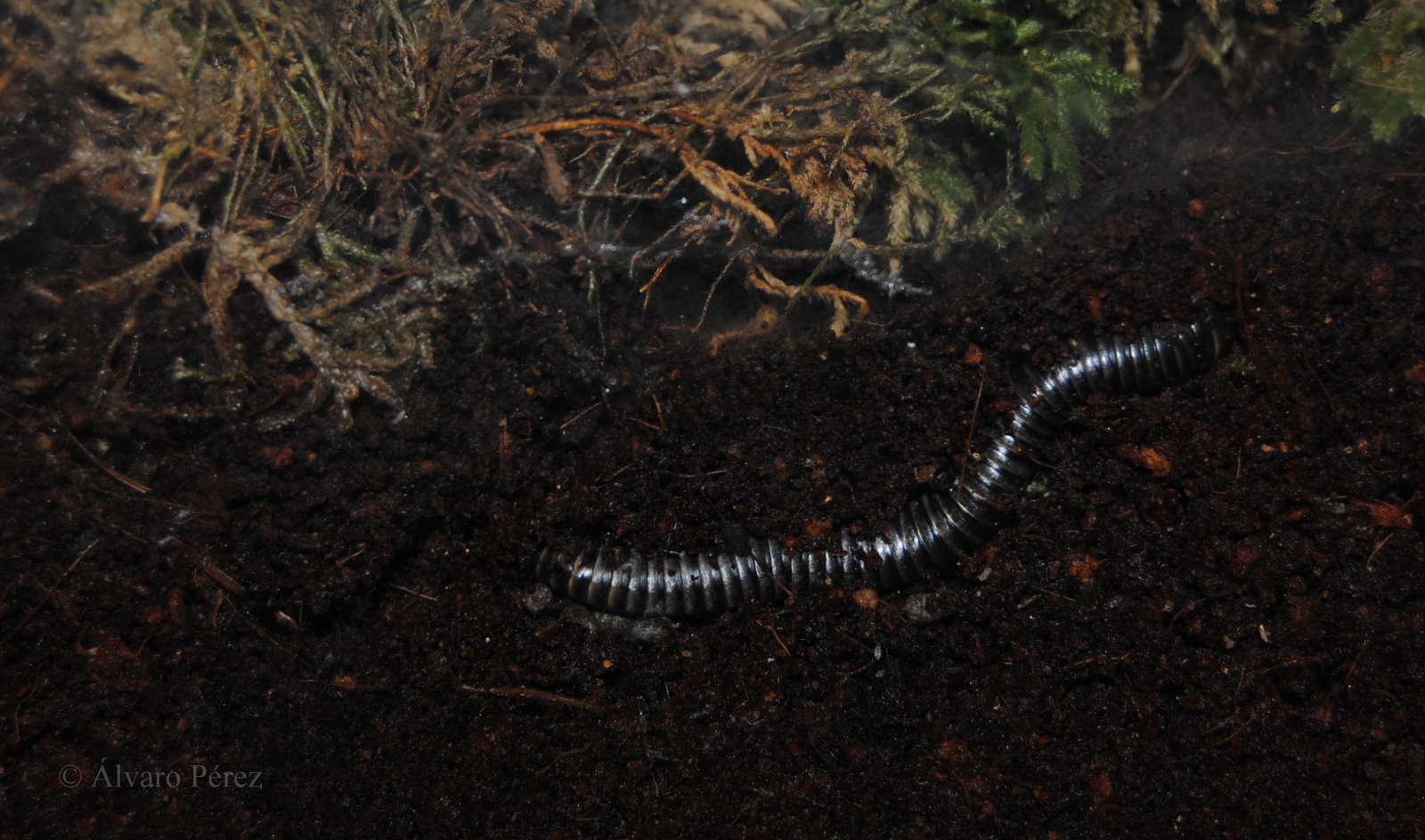 CLONOPSIS: Julus sp.