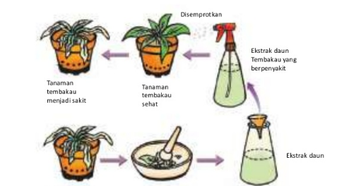 sejarah penemuan virus - sucsload