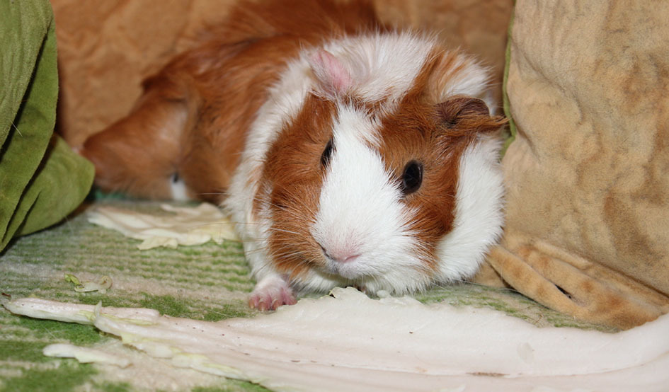 Misterios del Perú: La cura del cuy