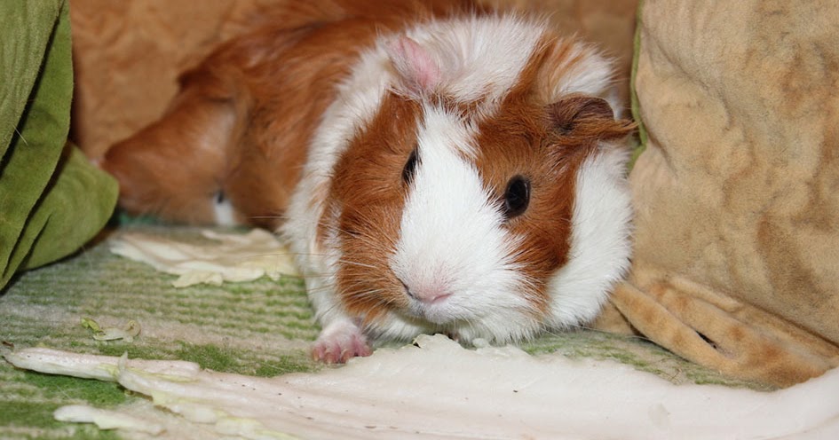 Misterios del Perú: La cura del cuy