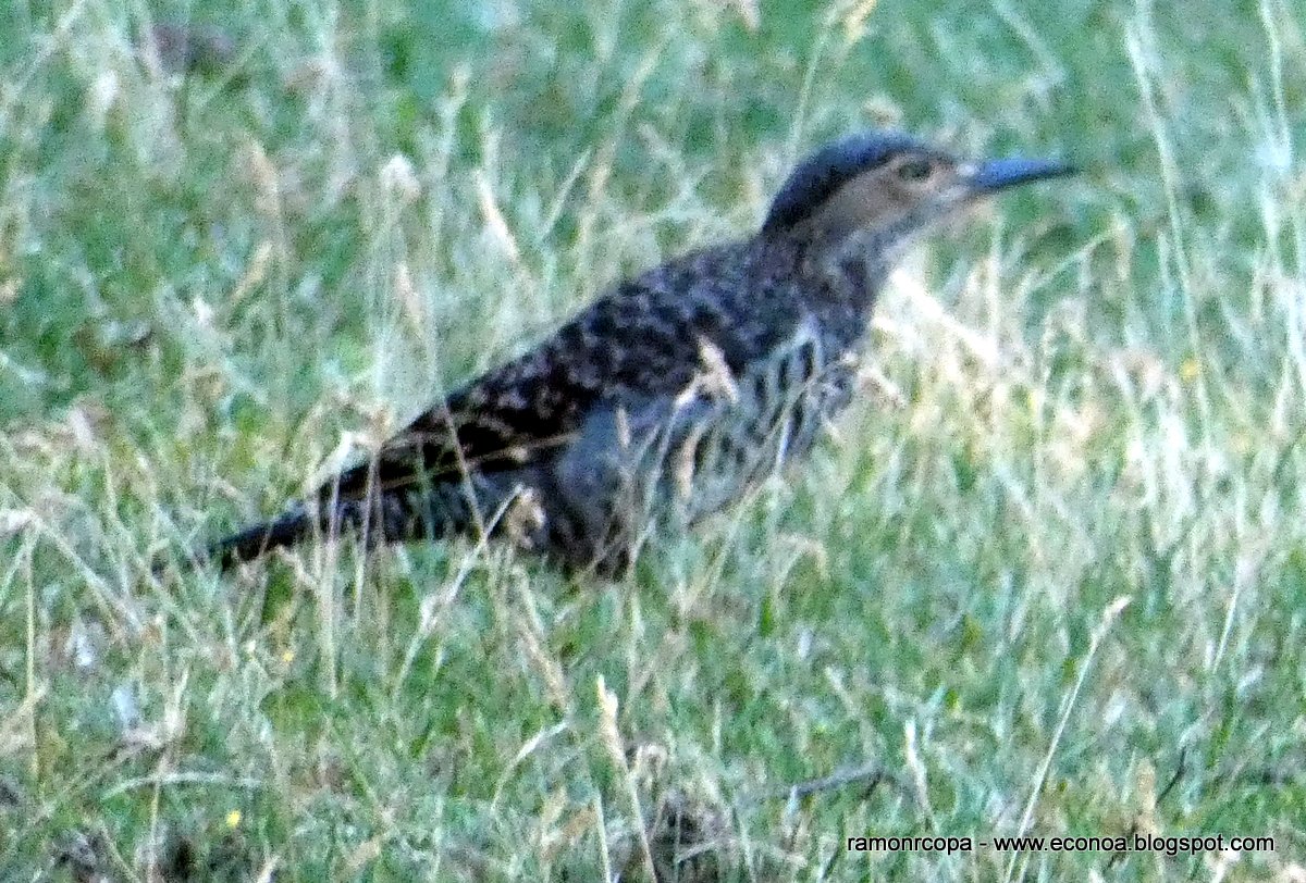 Aves del NOA y algo mas..: Carpintero Pitío (Colaptes pitius)
