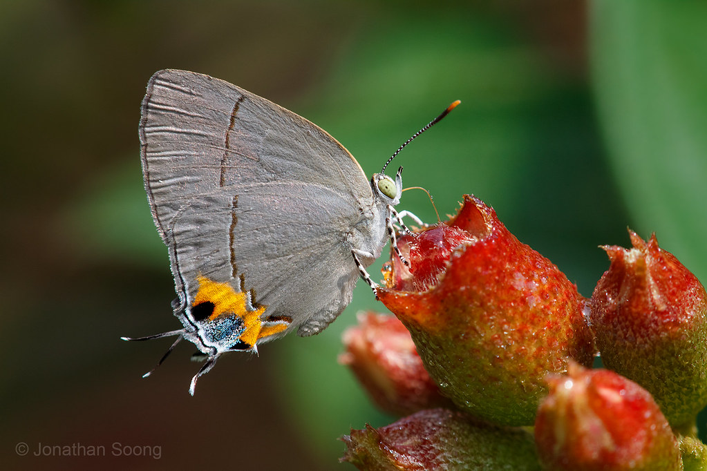 Butterflies of Singapore: Singapore's Royalty - Part 2