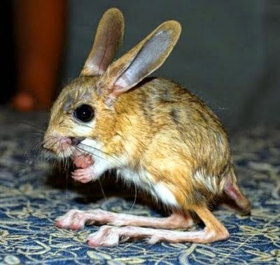 .: Wildlife Wednesday: The Gobi Jerboa