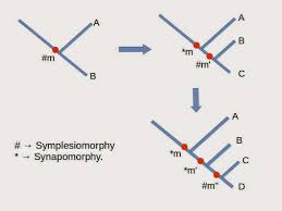 Memahami Definisi Synapomorphy Melalui Contoh