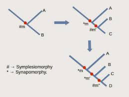Memahami Definisi Synapomorphy Melalui Contoh