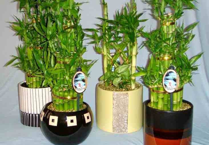 Stastie , Peniaze, Uspech, Láska , ,Feng shui: Bambus kvet šťastia