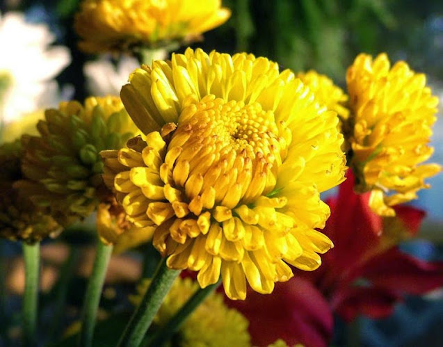 Yellow Garden Mums
