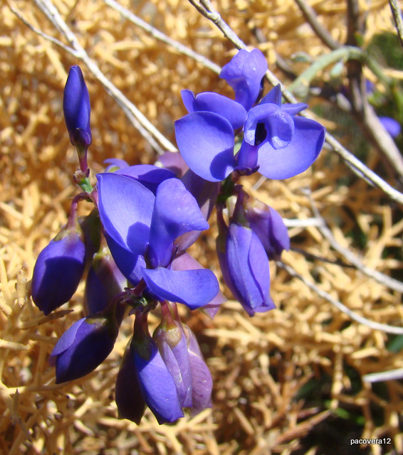 CHUSAY2: POLYGALA MICROPHYLLA L.