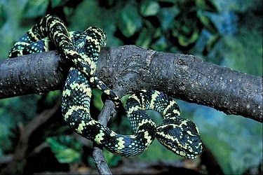 FLORA_FAUNA : Ular Kapak Tokong