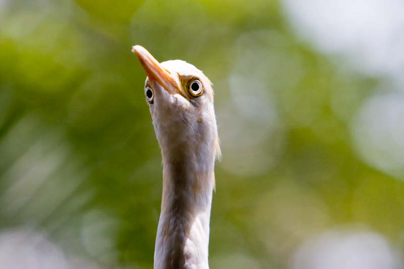 GALLERY FUNNY GAME: Funny Bird Pictures,unny bird pictures cute