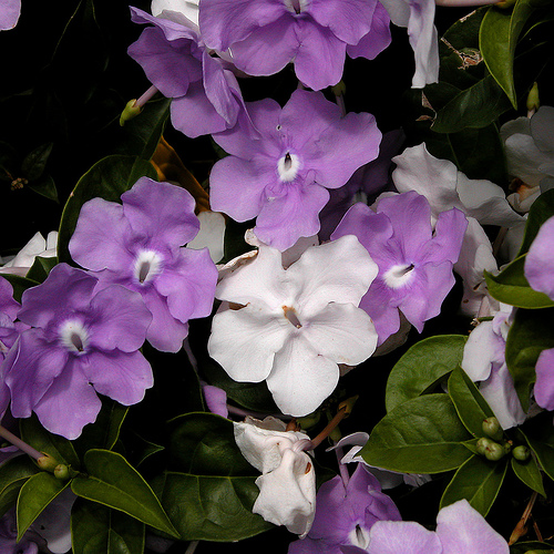 Jual pohon melati costa | Tanaman hias | JUAL TANAMAN HIAS MURAH ...