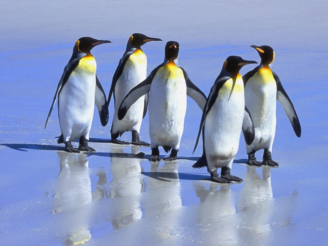 QQ Wallpapers: Penguin