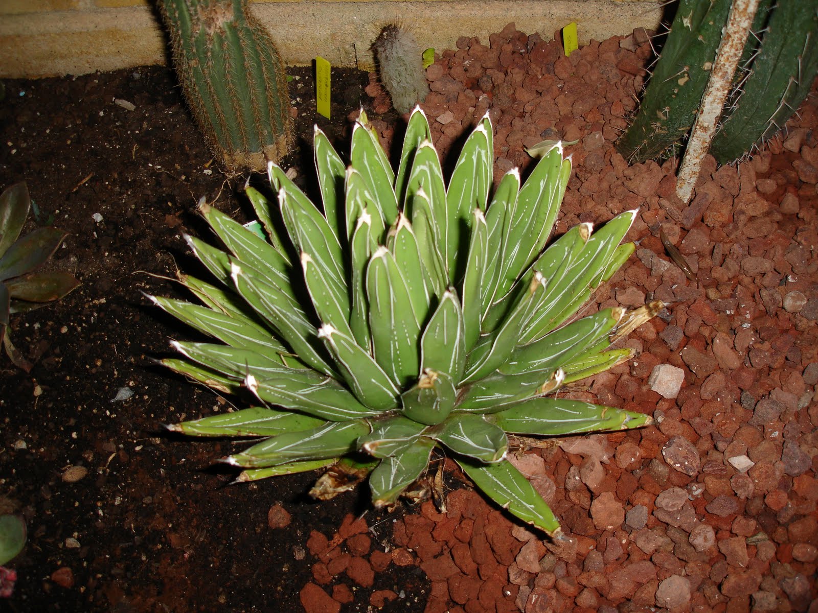 agave victoriae-reginae