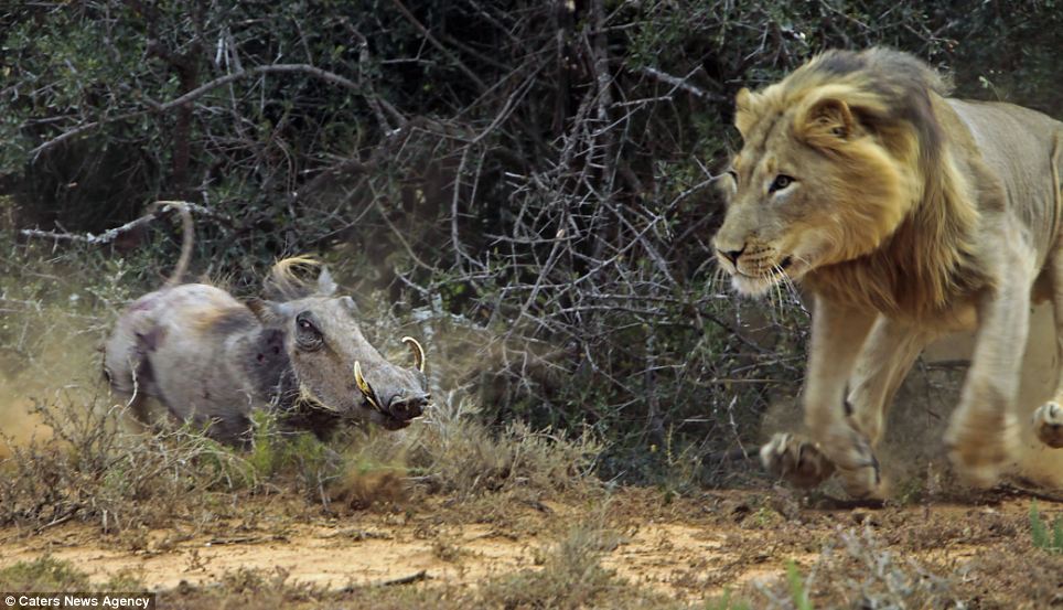 LION CHANNEL: Lion v Warthog: The stunning moment when a warthog steps ...