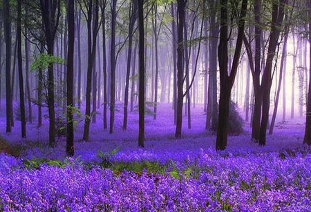 SMFairytales: The Lavender Forest