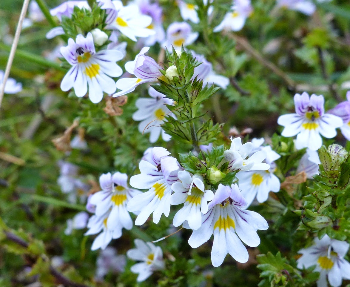 A Field Notebook: The Burren