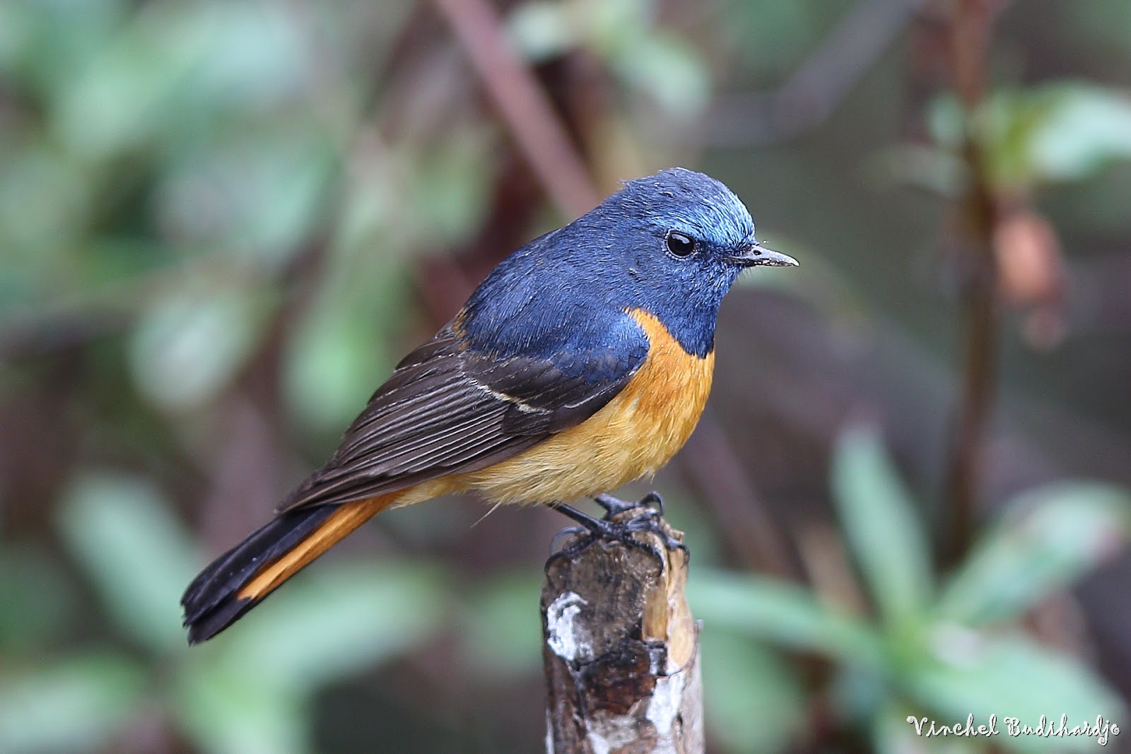 MENGENAL BURUNG TLEDEKAN GUNUNG | Tips Petani
