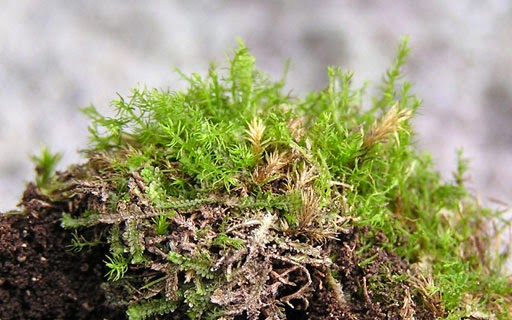 Catalogue of Organisms: Rock Mosses