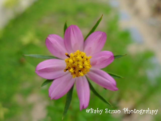 Baby Sumo Photography: October 2012
