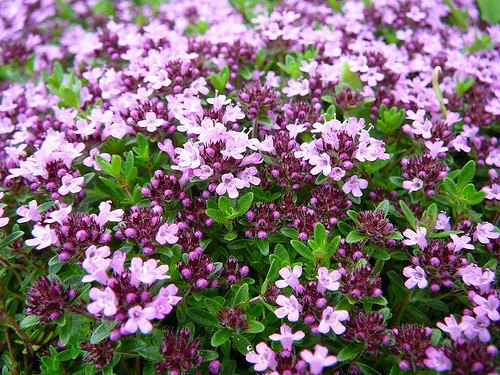 Tomilho Roxo Rasteiro / Grama Aromática / Thymus serpyllum