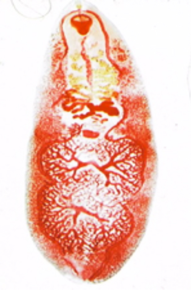Rama Microbiology: Trematodes