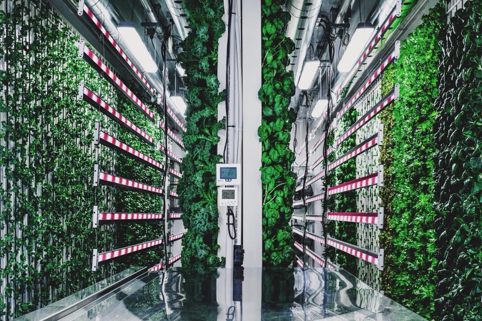 13 Vertical Farming Innovations That Could Revolutionize Agriculture