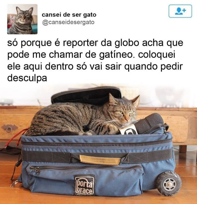Os 12 Melhores Memes "Daquele Gato" ~ ZapZap da Zoeira