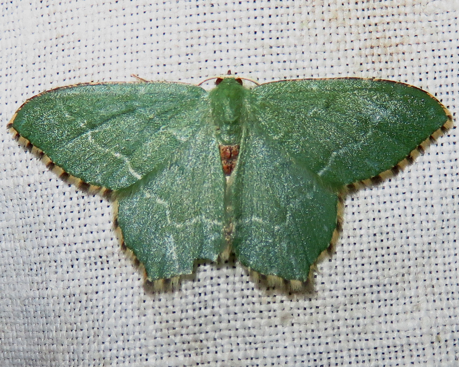 MERSEA WILDLIFE: SELECTION OF MOTHS