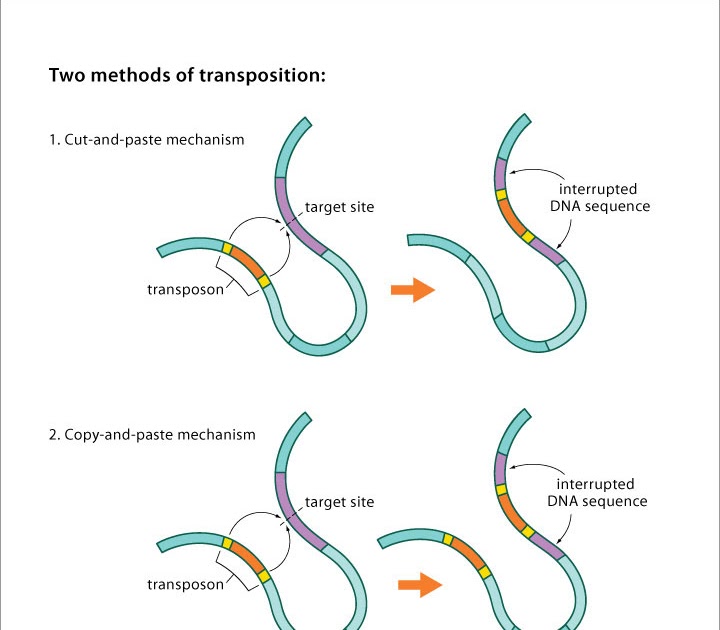 Dunianya Sari: Transposon : Barbara McClintock