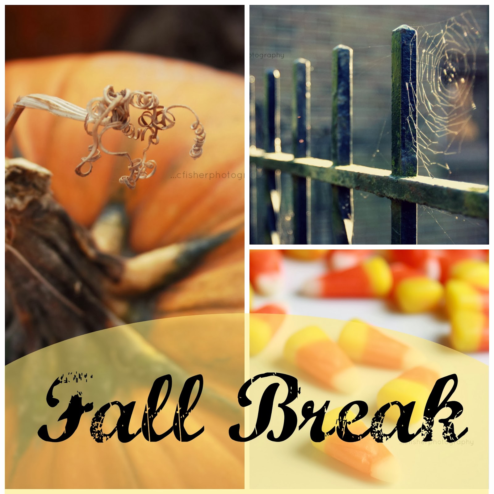 Gray Berry: Fall Break