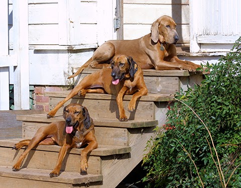 Louisiana Edgewood Art Paintings by Louisiana artist Karen Mathison ...