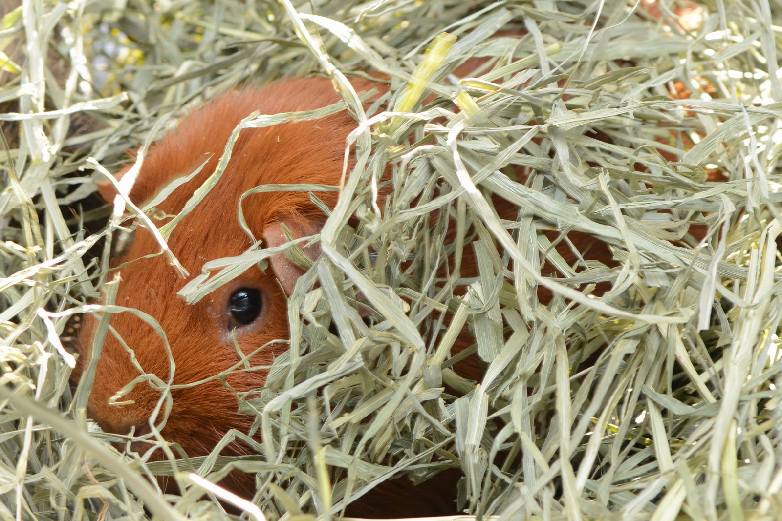 Small Animal Talk: What you need to know about feeding hay to pocket pets