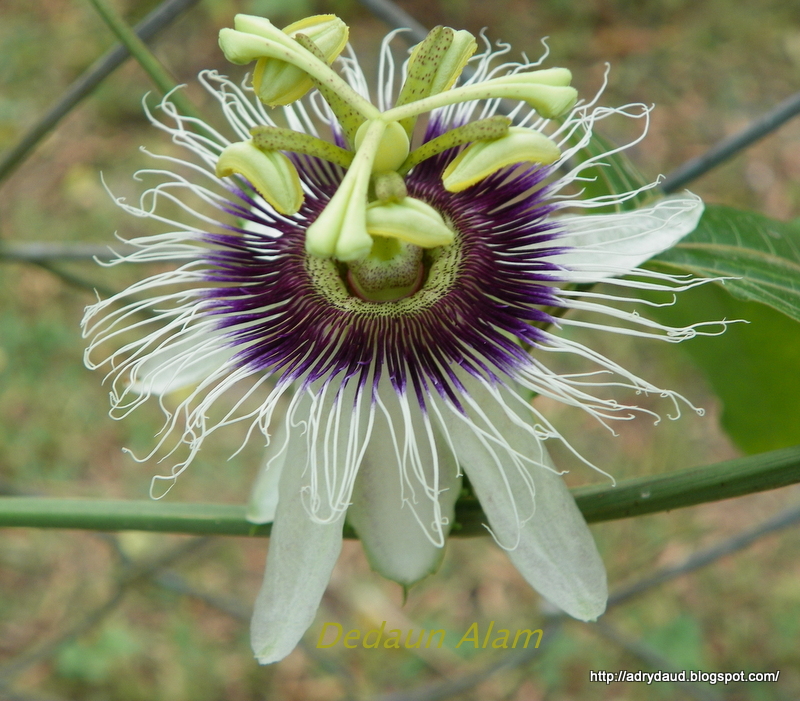 Dedaun Alam: Kebun Kecil Tepi Pagar - Bunga Markisa & Sawi Fair Lady