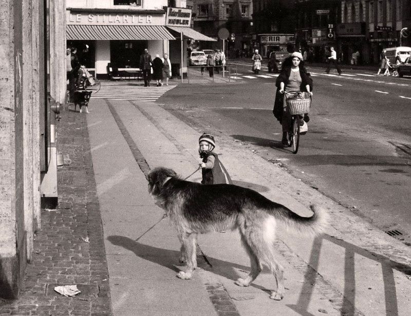 Beautiful Life of a German Dog in the 1970s Through Lovely Photos ...