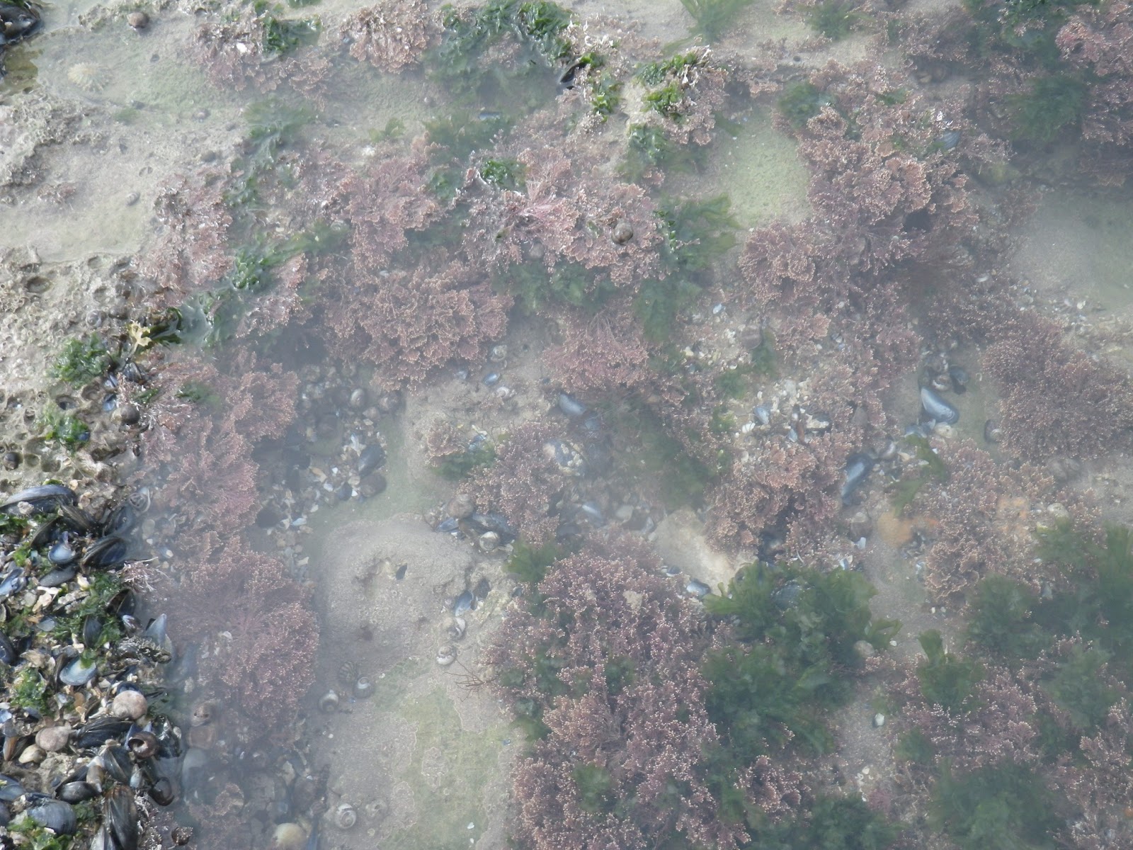 Rock Pooling: Rock Pooling Destination: Worms Head, Wales