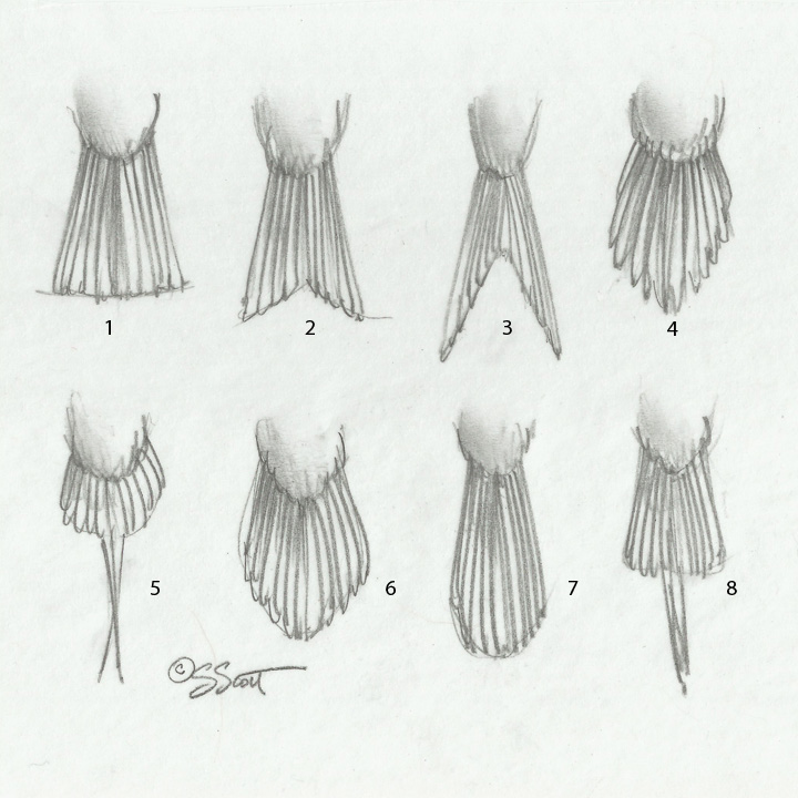 Sandy Scott Art: #419 In the studio: Bird anatomy, con't