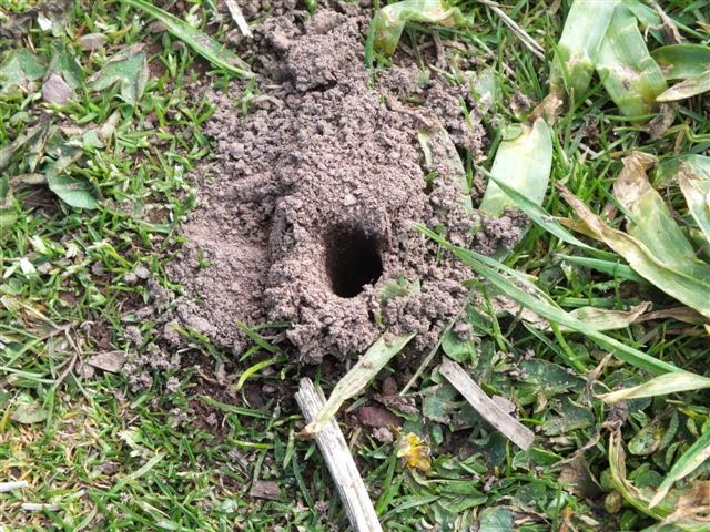 Pembrokeshire Wildlife: May 2014