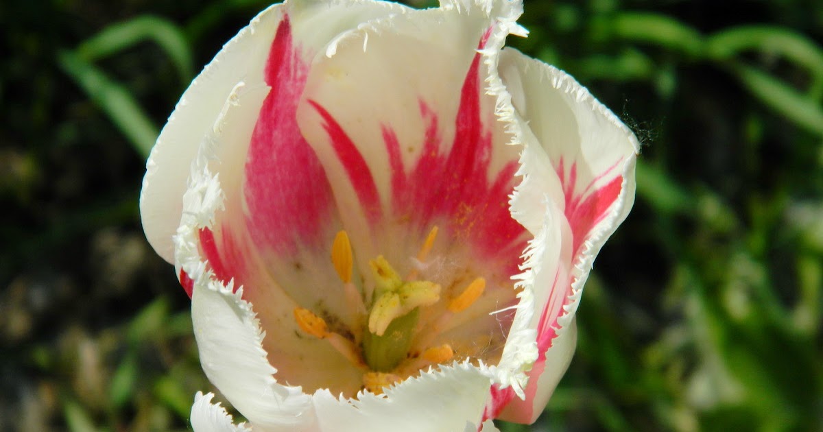 LA MULTI ANI, ROMANIA!: Lalele cu petale zimtate