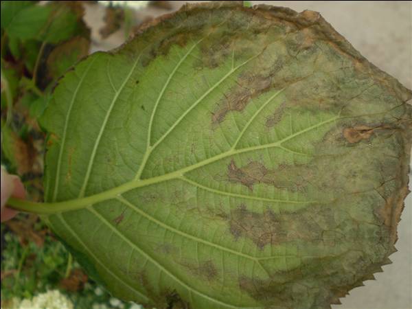 HYDRANGEA - Popular ornamental plants | kinds of ornamental plants