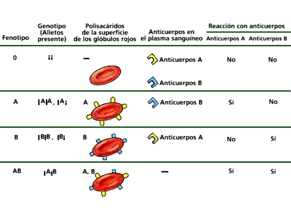 el Blog del Profe de Biolo: Genética Mendel