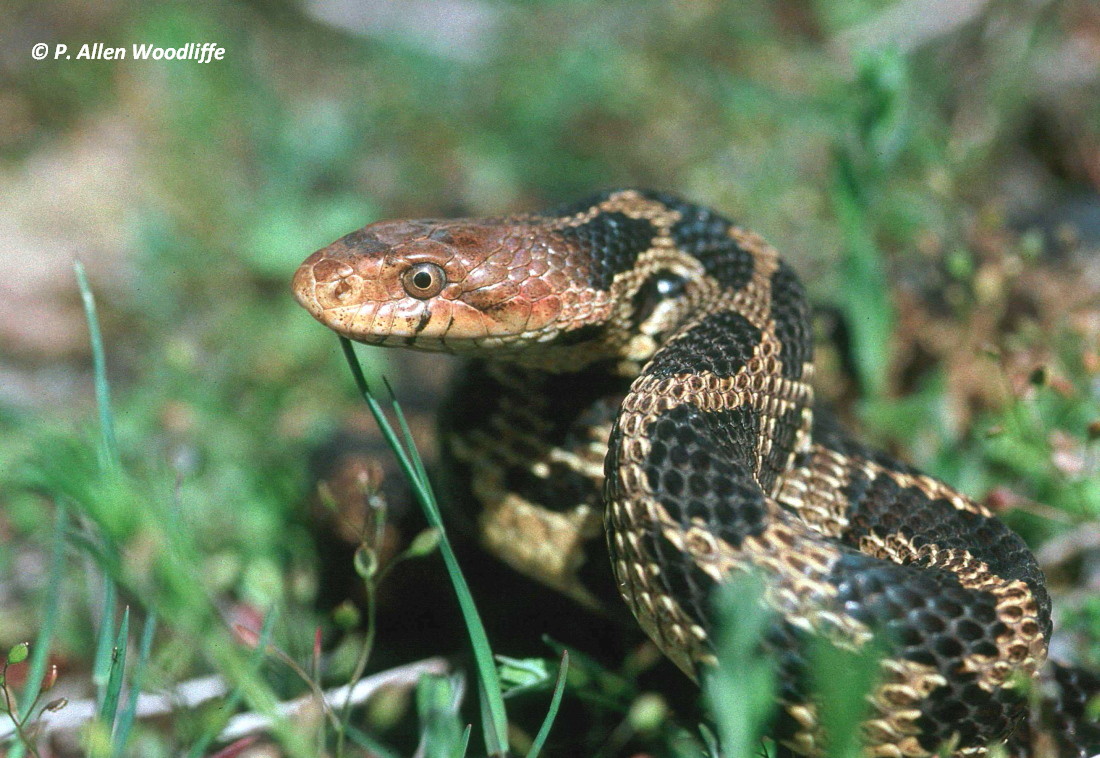 Nature Nuggets: Goodness Snakes Alive!!