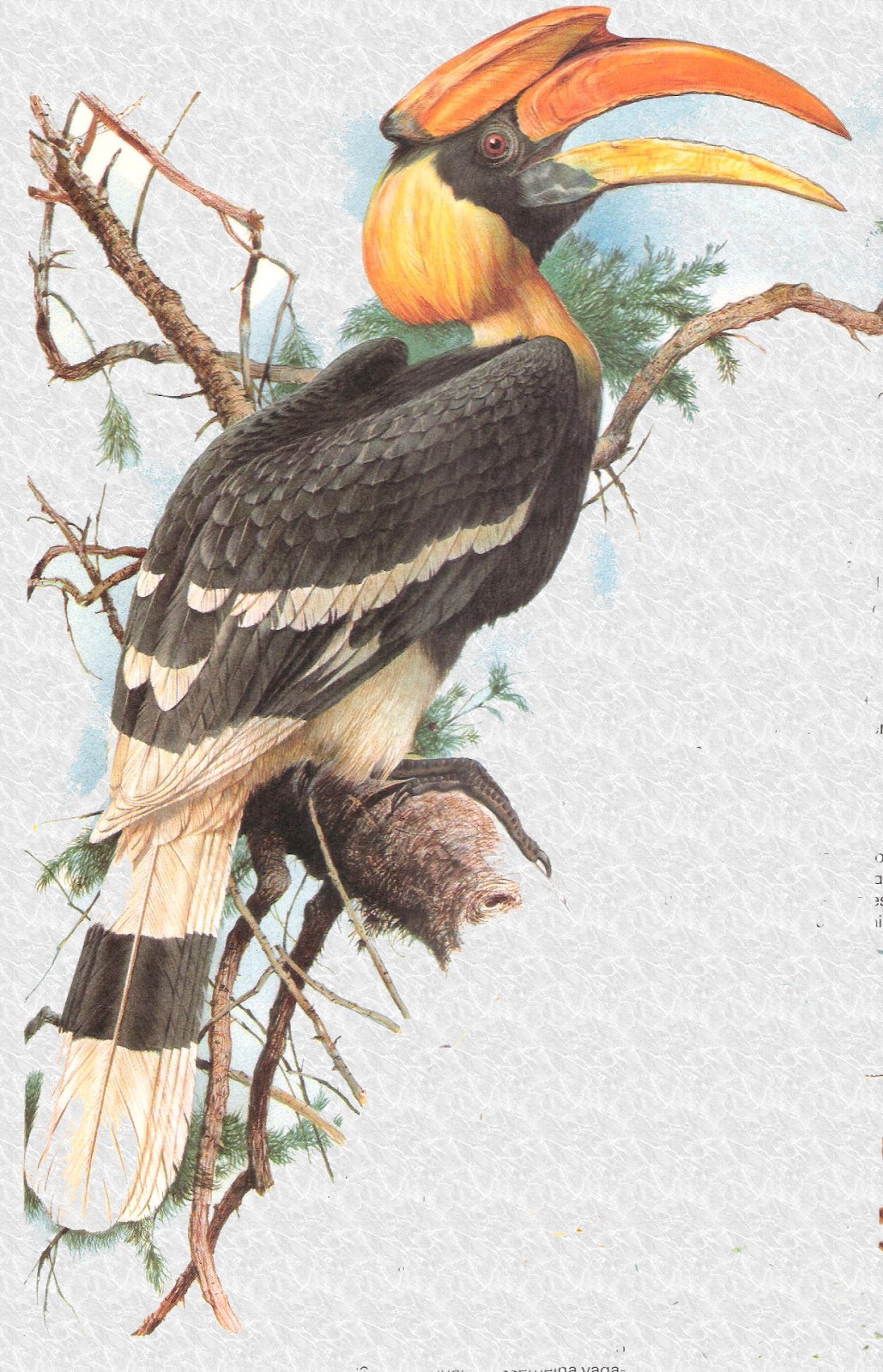 Zoológico Virtual do Koba: Calau Rinoceronte