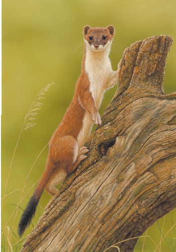 A Day In the Life of a Wildlife Artist: A skating stoat!