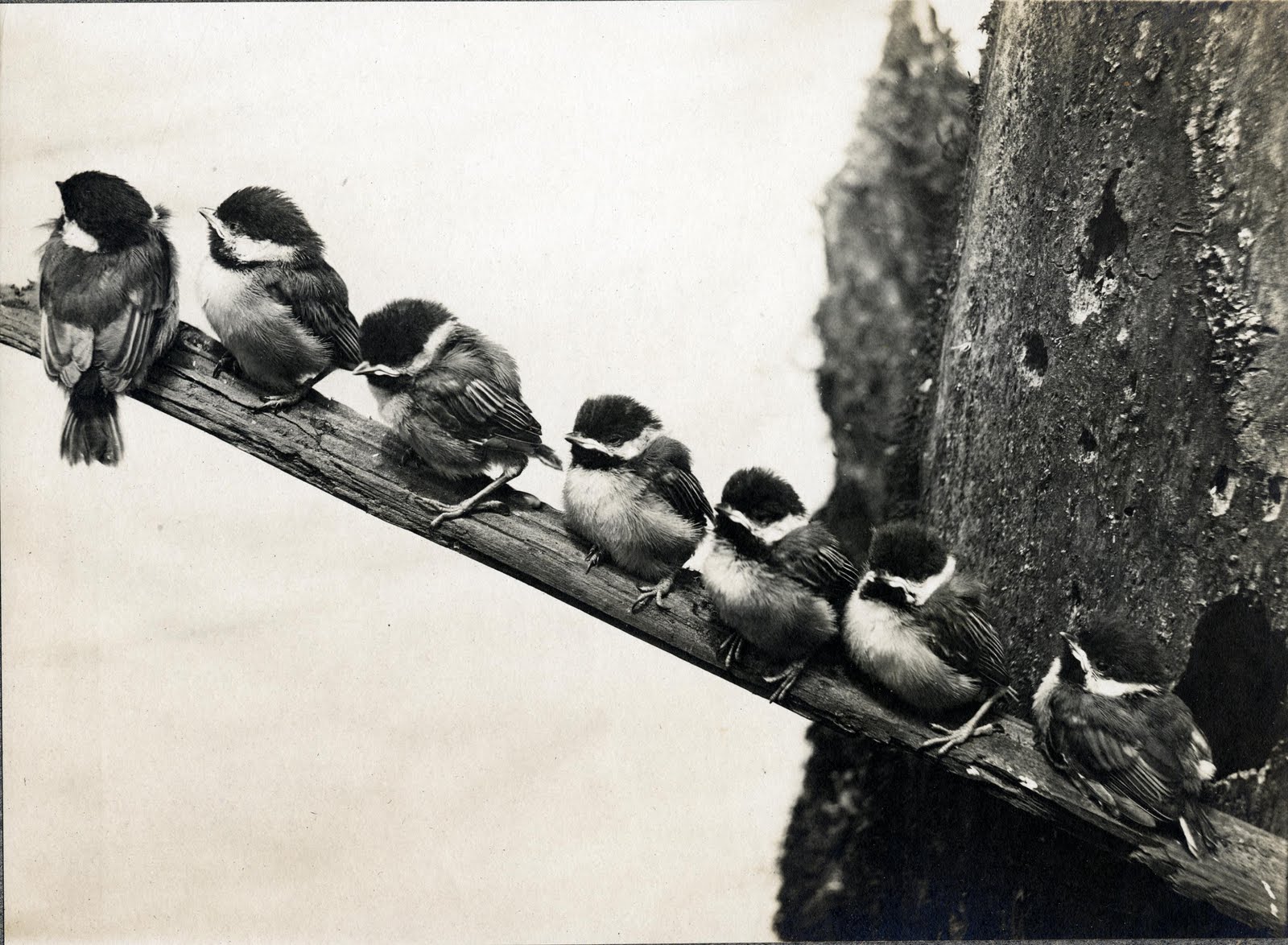 Passer Domesticus: antique photographs of birds.