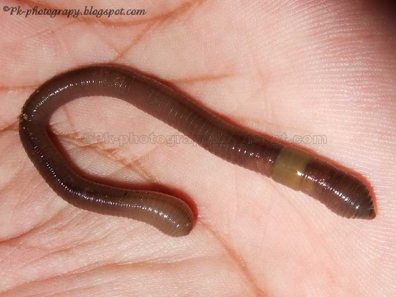 Earthworms | Nature, Cultural, and Travel Photography Blog