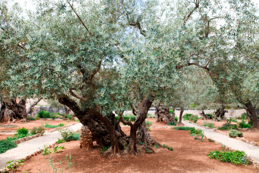 Land of Israel: National Symbols of Israel – National Tree