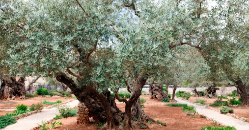Land of Israel: National Symbols of Israel – National Tree