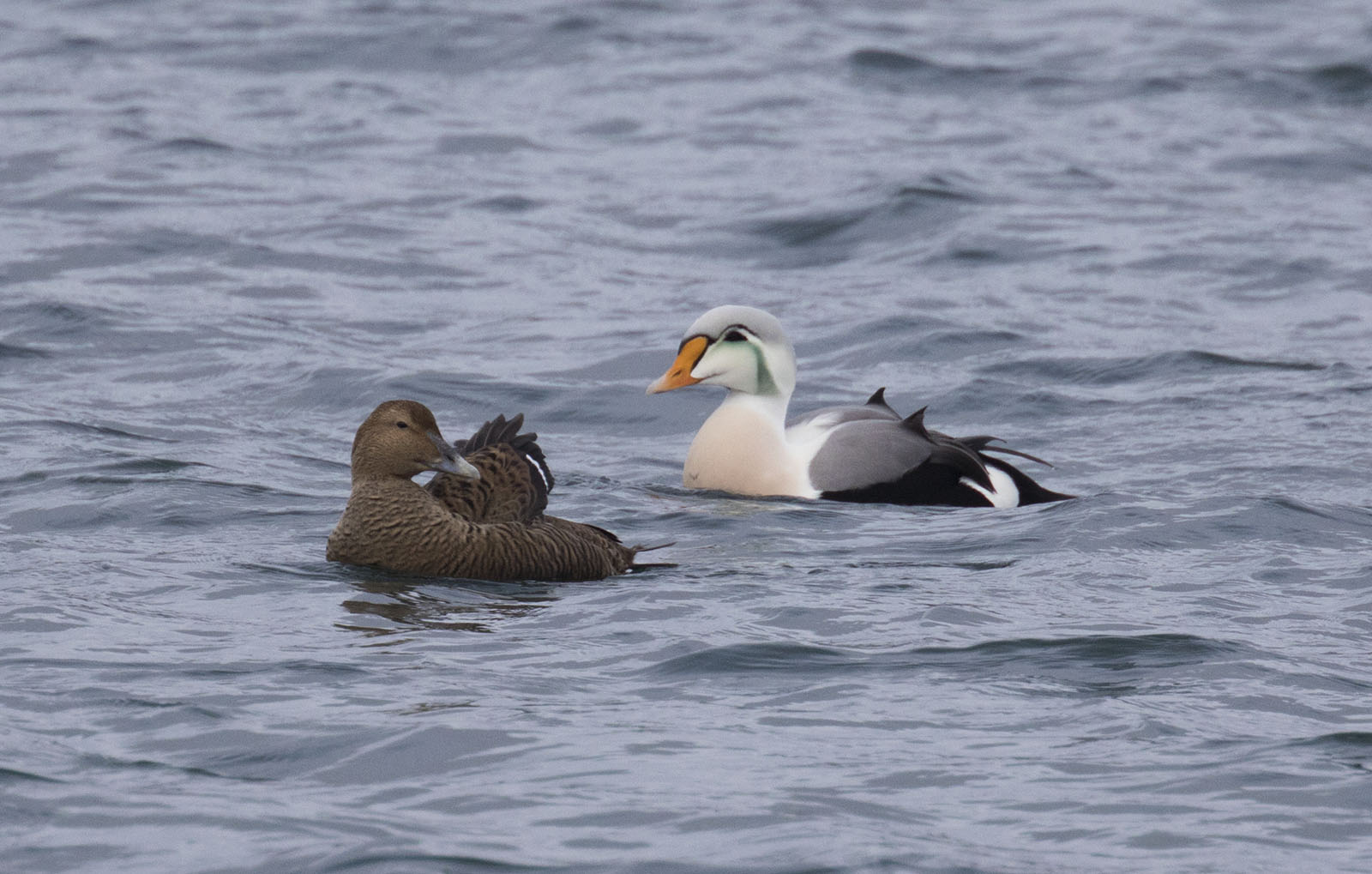 pewit: hybrid King x Common Eider