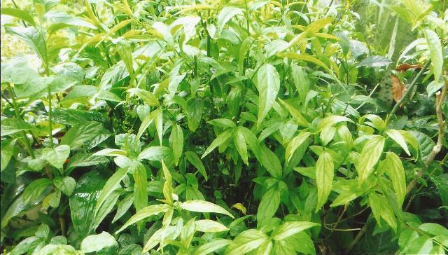 Sabah Snake Grass - Welcome To Kenzie's World Without Sufferings