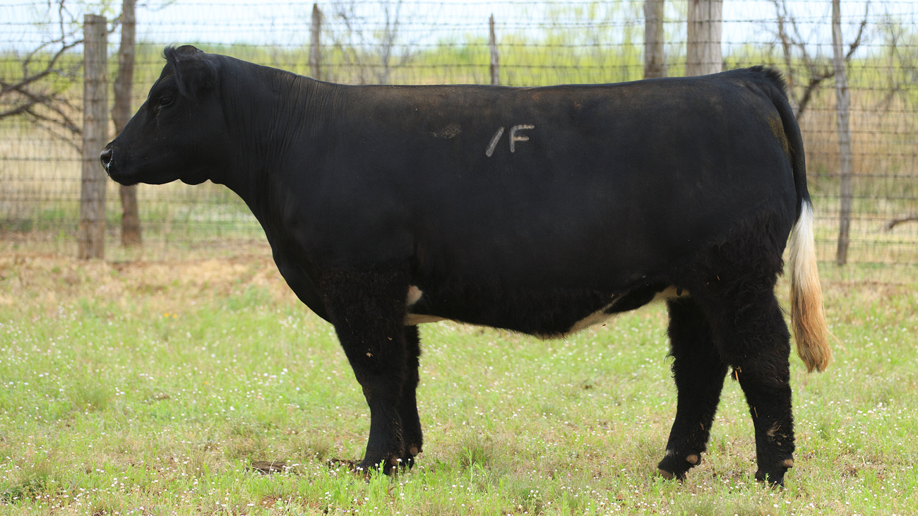 RCC Blog: Share the Brand Bred Female Sale